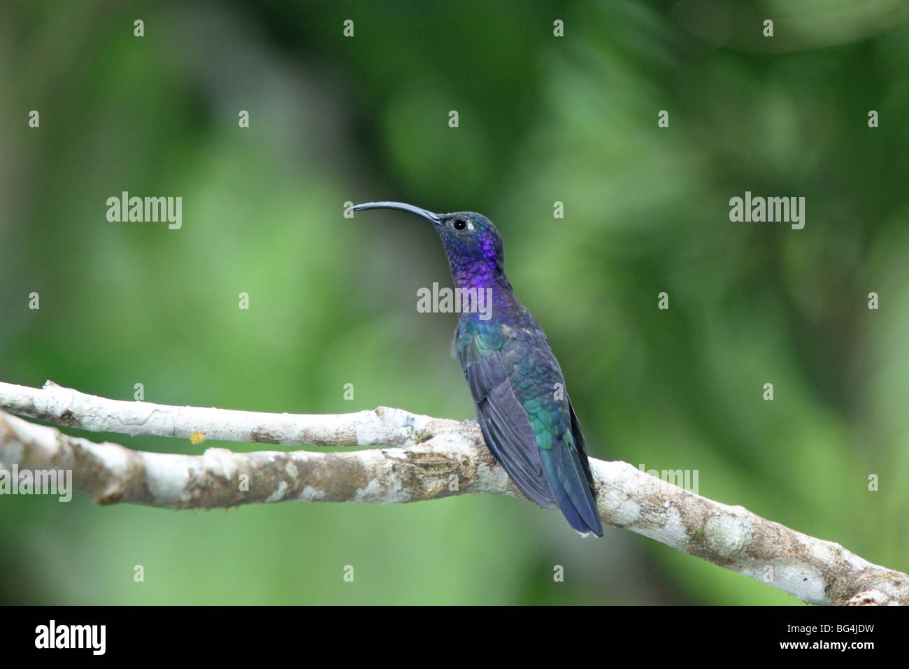 Blue violet wings hi-res stock photography and images - Alamy