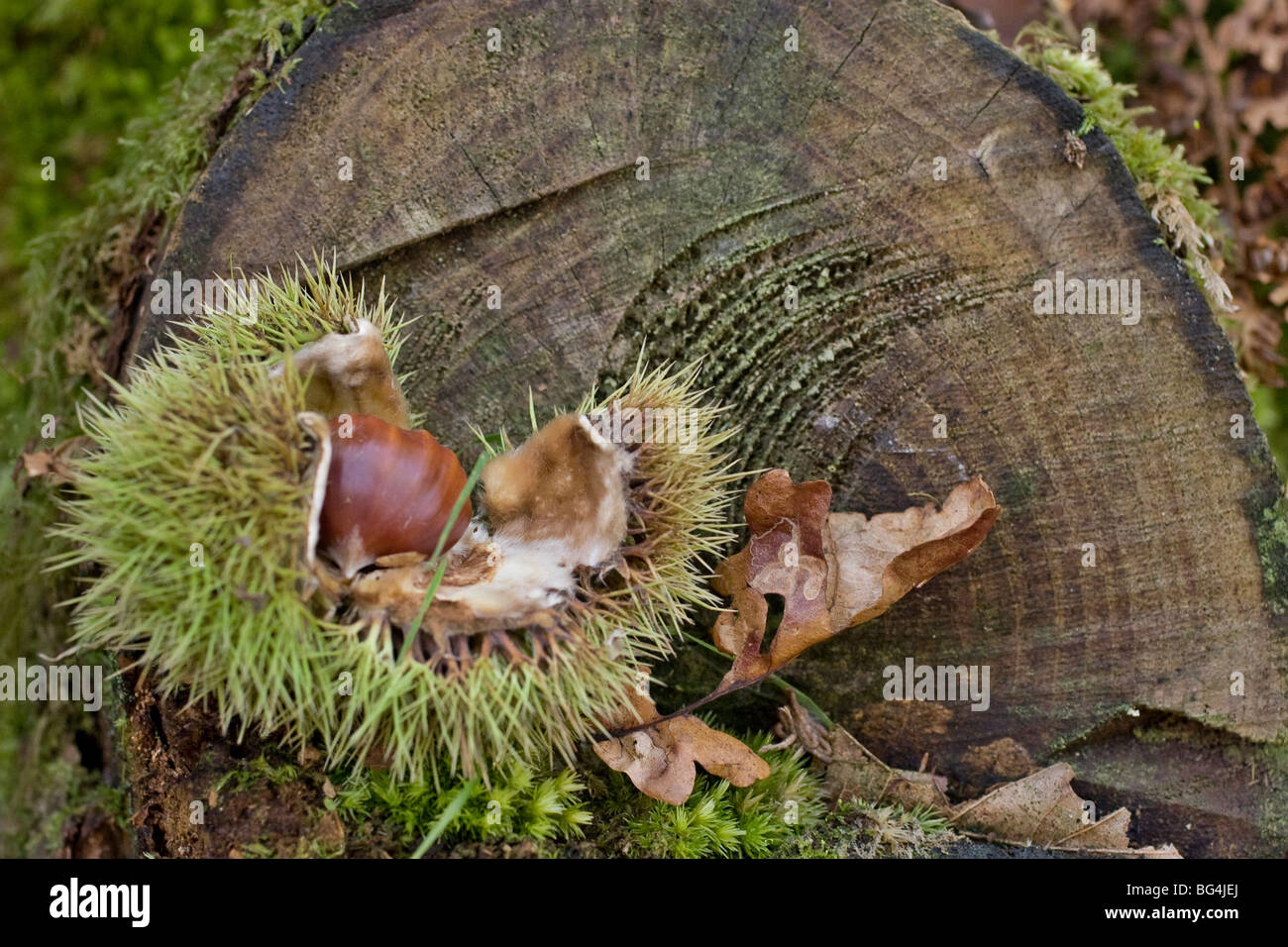 Chestnut autumn colors hi-res stock photography and images - Alamy