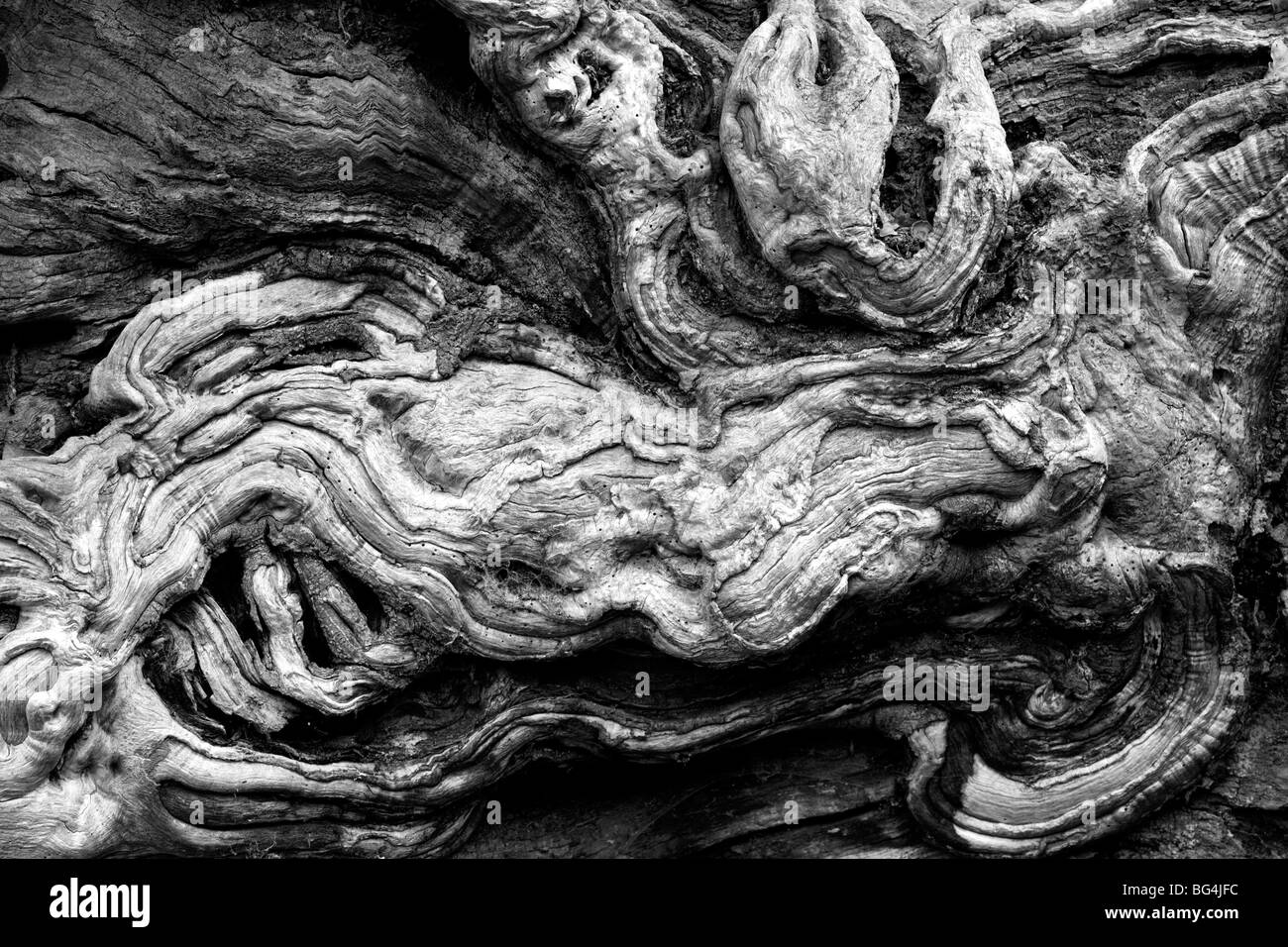 The course, flowing texture of bark on a decaying tree. Monochrome ...