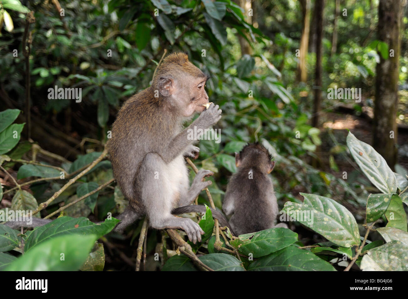 The Sacred Monkey Sanctuary forest in Ubud, Bali, Indonesia Young ...