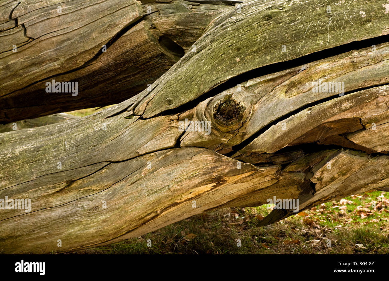 The split carcass of a fallen tree with an eye like knot Stock Photo ...