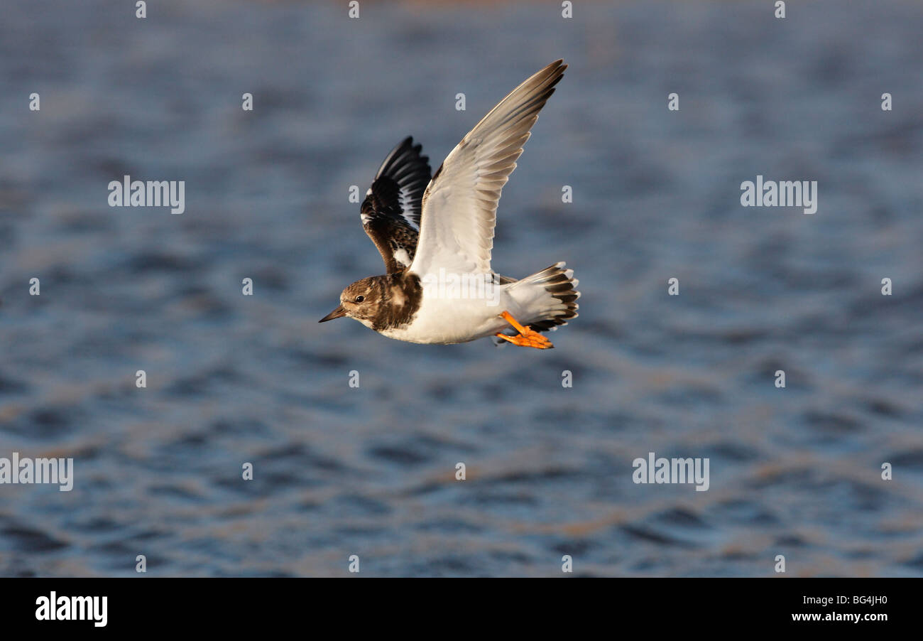 Turnstone flight hi-res stock photography and images - Alamy