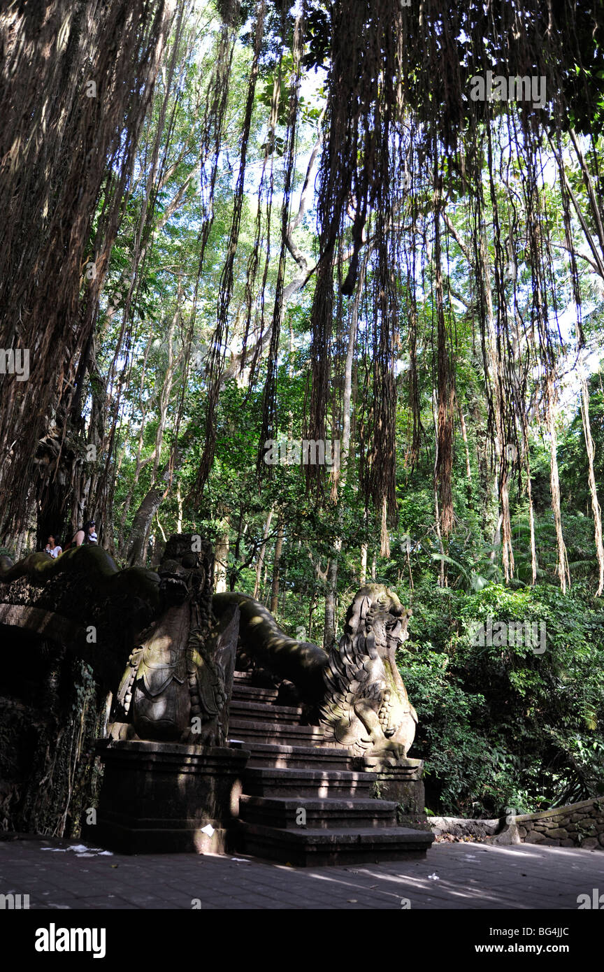 Banyan tree in the Sacred Monkey Sanctuary forest in Ubud, Bali ...