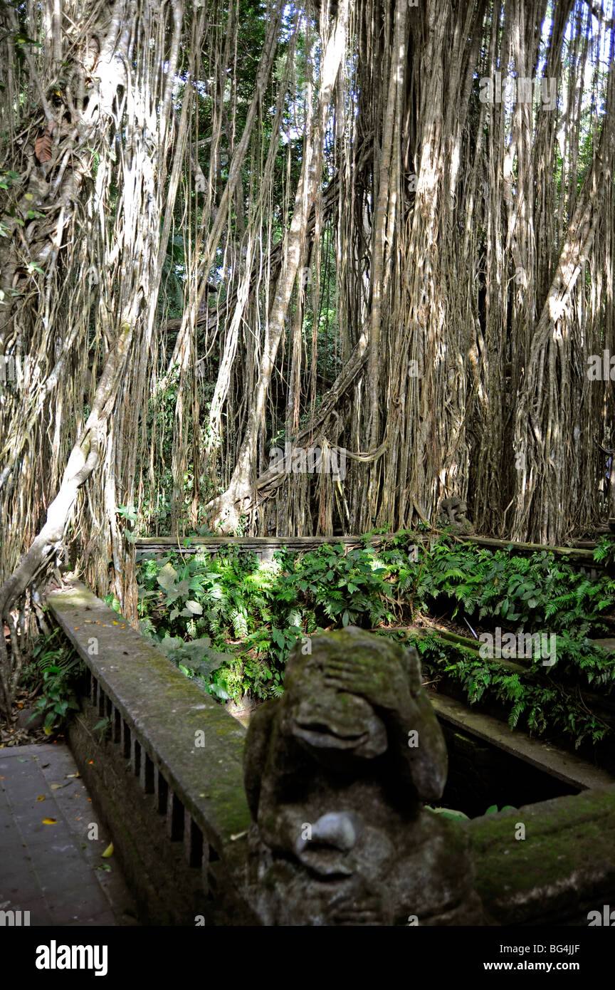 Banyan tree in the Sacred Monkey Sanctuary forest in Ubud, Bali ...