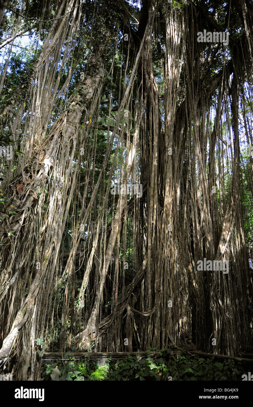 Banyan tree in the Sacred Monkey Sanctuary forest in Ubud, Bali ...