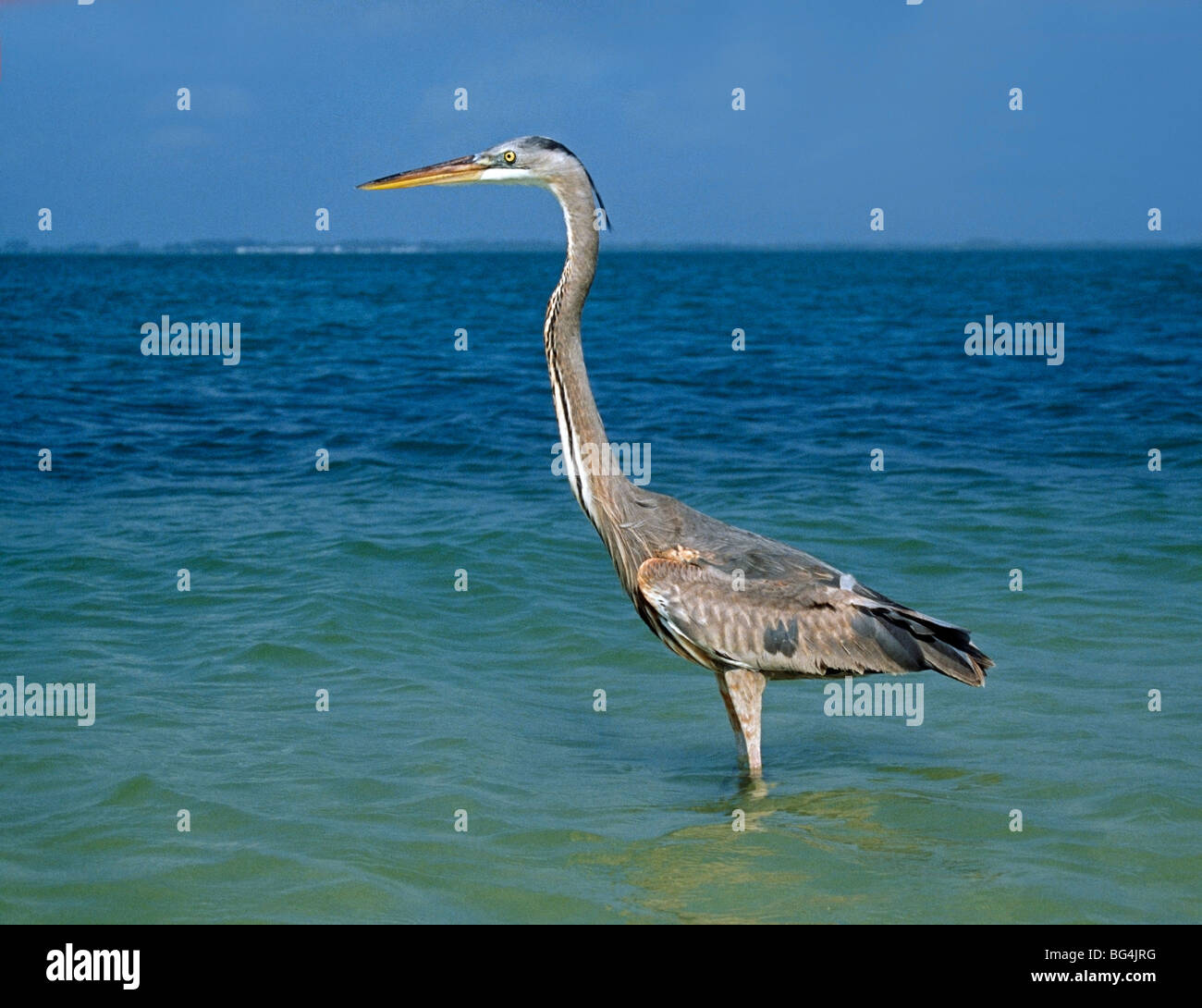 Juvenile great blue heron (Ardea herodias Stock Photo - Alamy