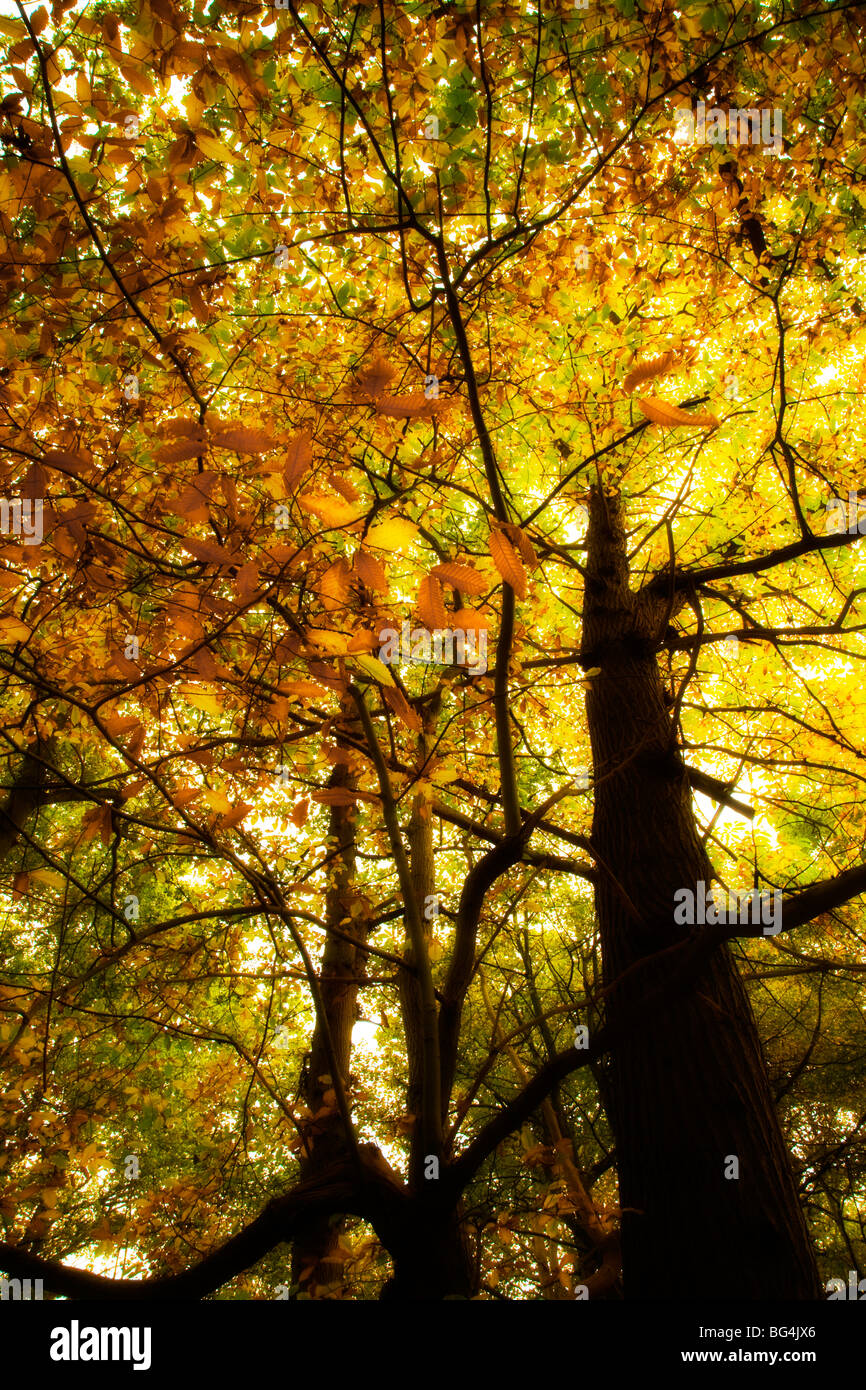 Enhanced autumnal colours of beech trees Stock Photo - Alamy