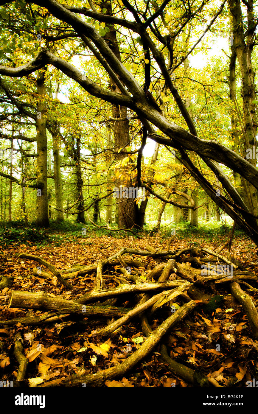 Woodland scene during autumn in Norfolk, UK Stock Photo - Alamy