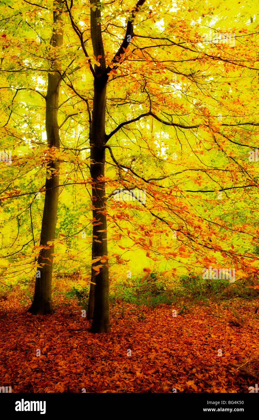 Enhanced autumnal colours of beech trees Stock Photo - Alamy