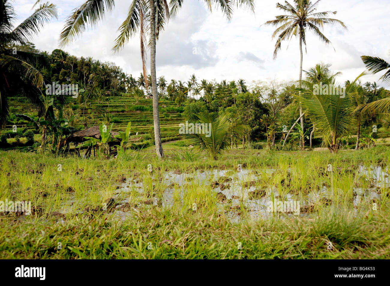 Terrace rice field near Ubud, Bali, Indonesia Stock Photo - Alamy