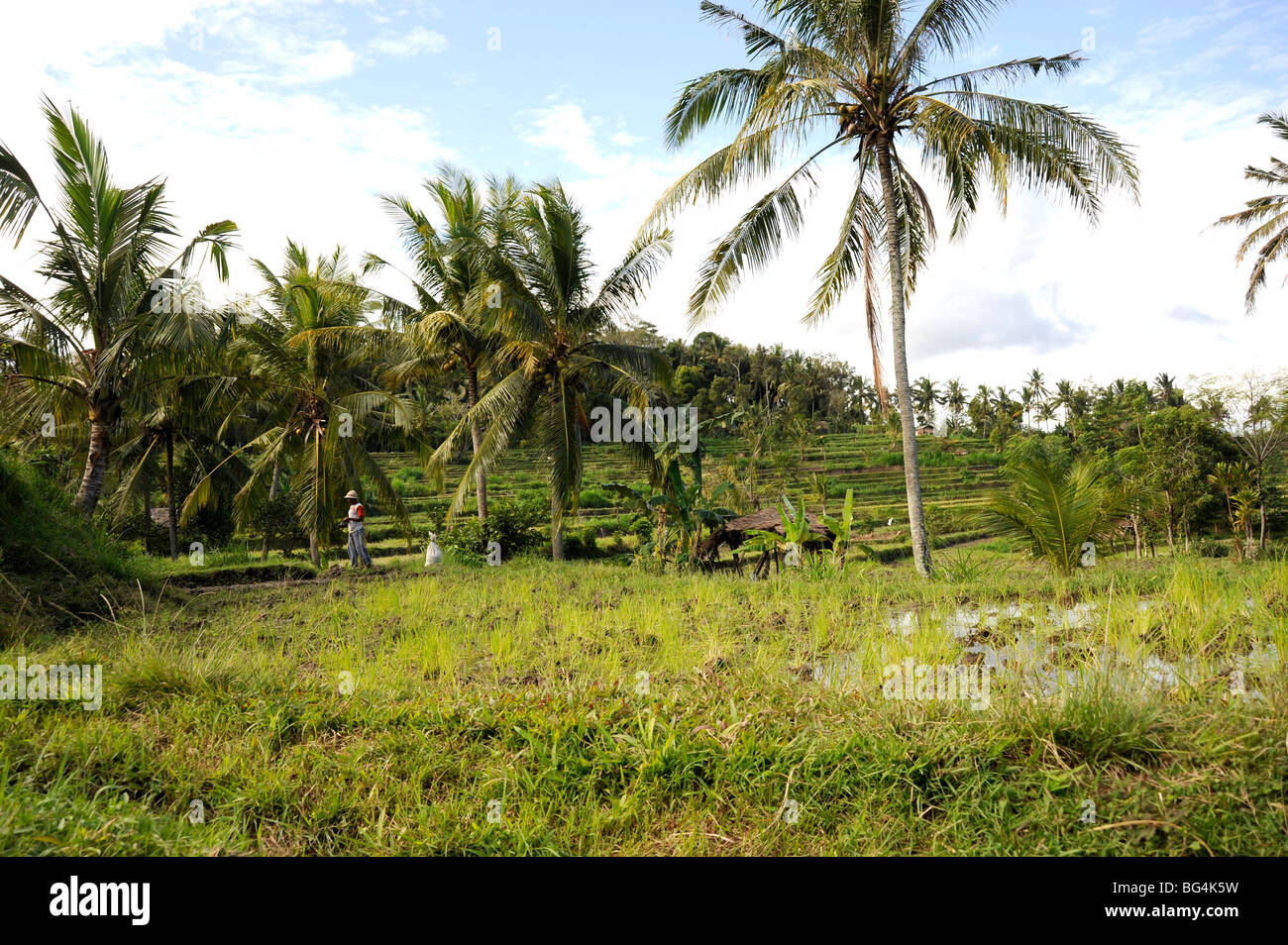 Terrace rice field near Ubud, Bali, Indonesia Stock Photo - Alamy