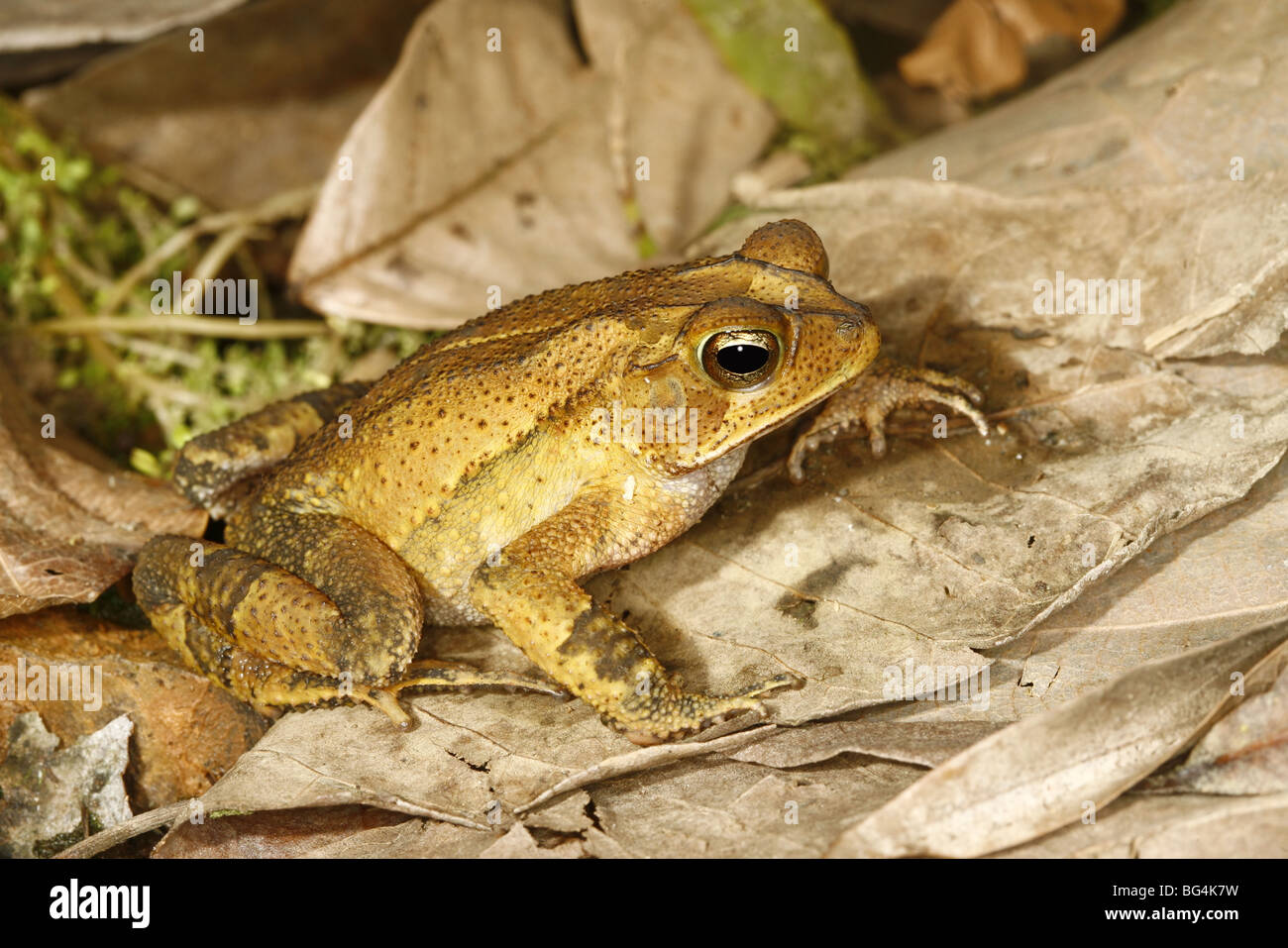 Wet Forest Toad Stock Photo - Alamy
