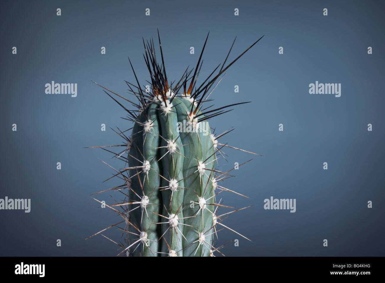 Close up photos of a cactus plant in a studio Stock Photo - Alamy