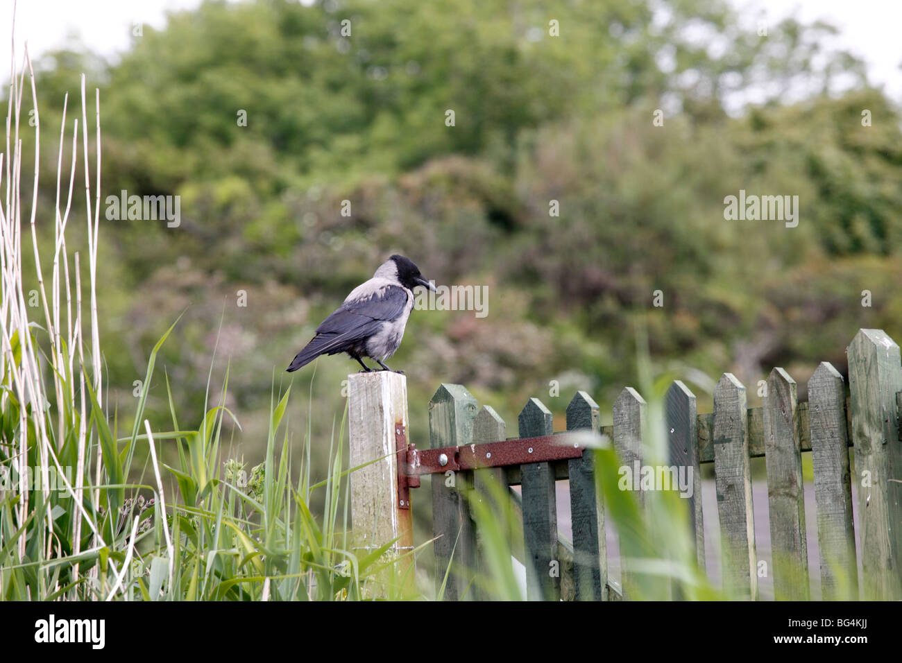 Hooded crow scotland hi-res stock photography and images - Alamy