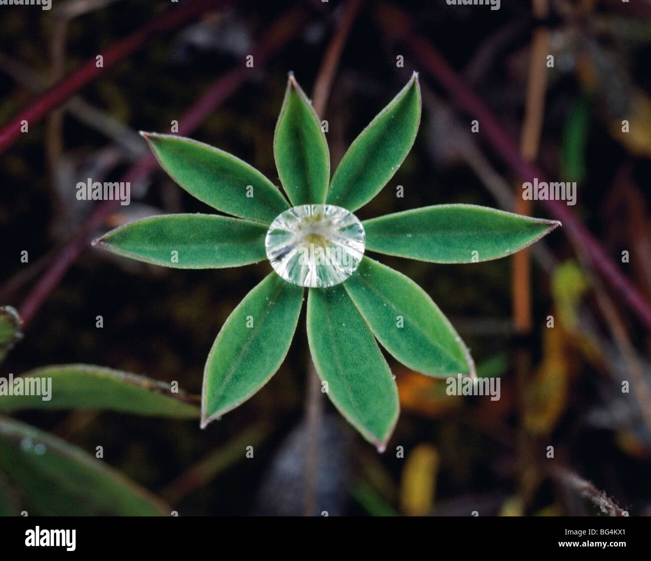 Giant water drop collected from misty rain by lupine leaves Stock Photo ...