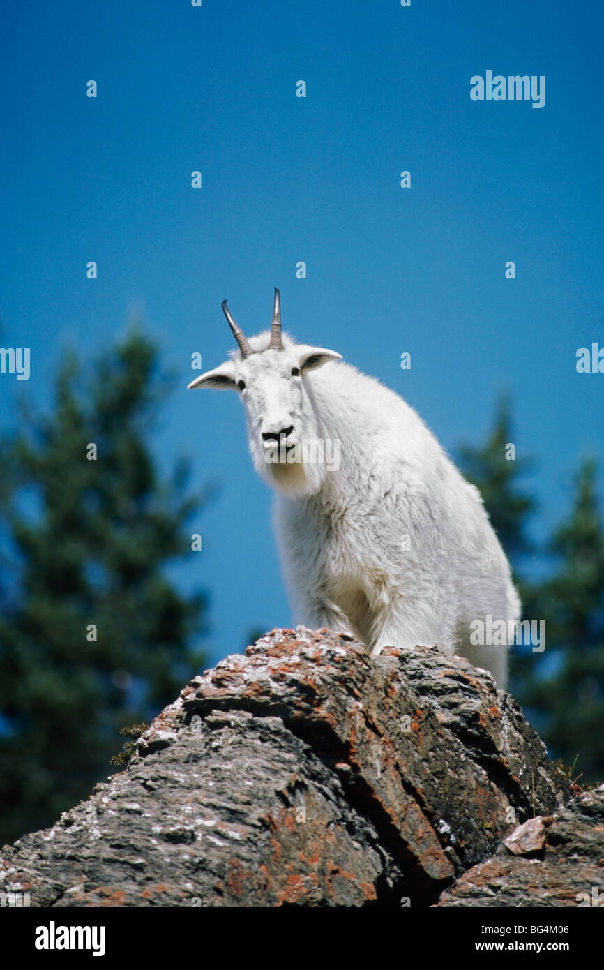 Mountain goat (Oreamnos americanus Stock Photo - Alamy