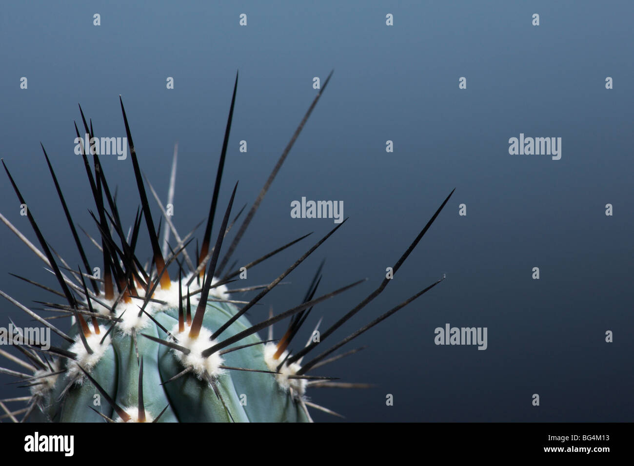 Close up photos of a cactus plant in a studio Stock Photo - Alamy