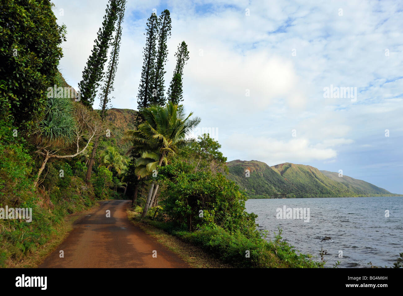 Araucaria columnaris conifer new caledonia. South coast road Stock ...