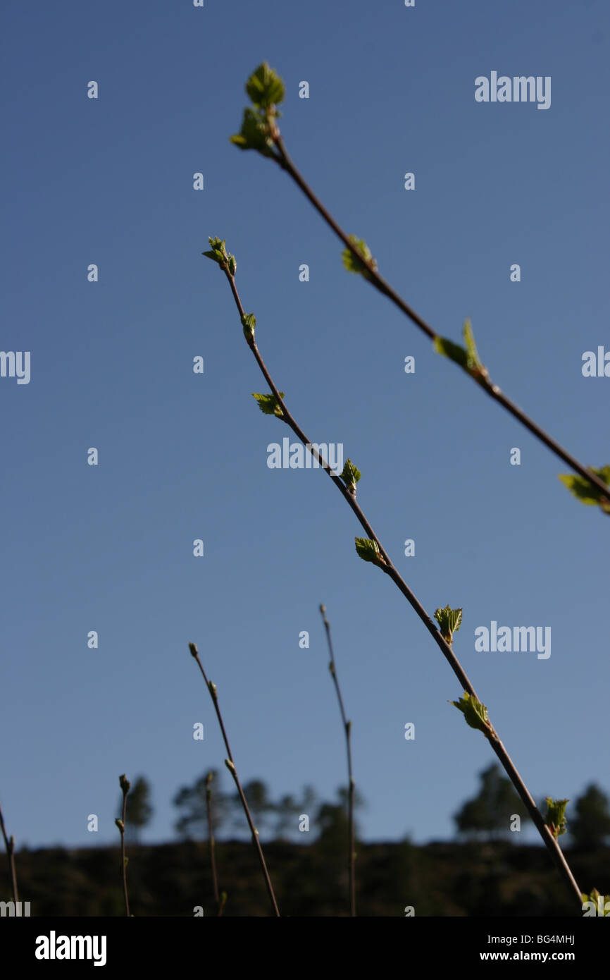 pine tree in early spring Stock Photo - Alamy