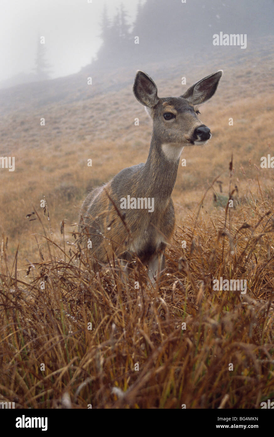 Blacktail blacktail hi-res stock photography and images - Alamy