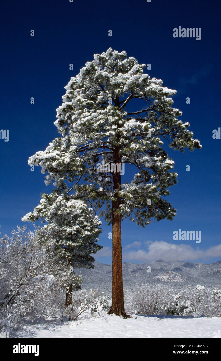 Ponderosa pine pinus snow hi-res stock photography and images - Alamy