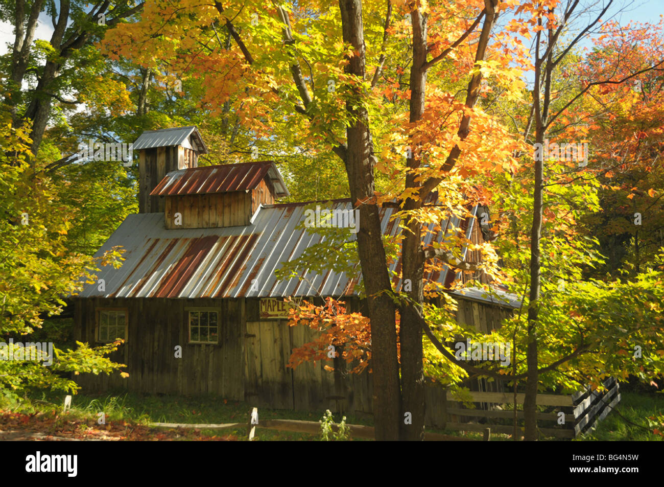 A sugarhouse sits among the colorful maple trees in Vermont during fall ...
