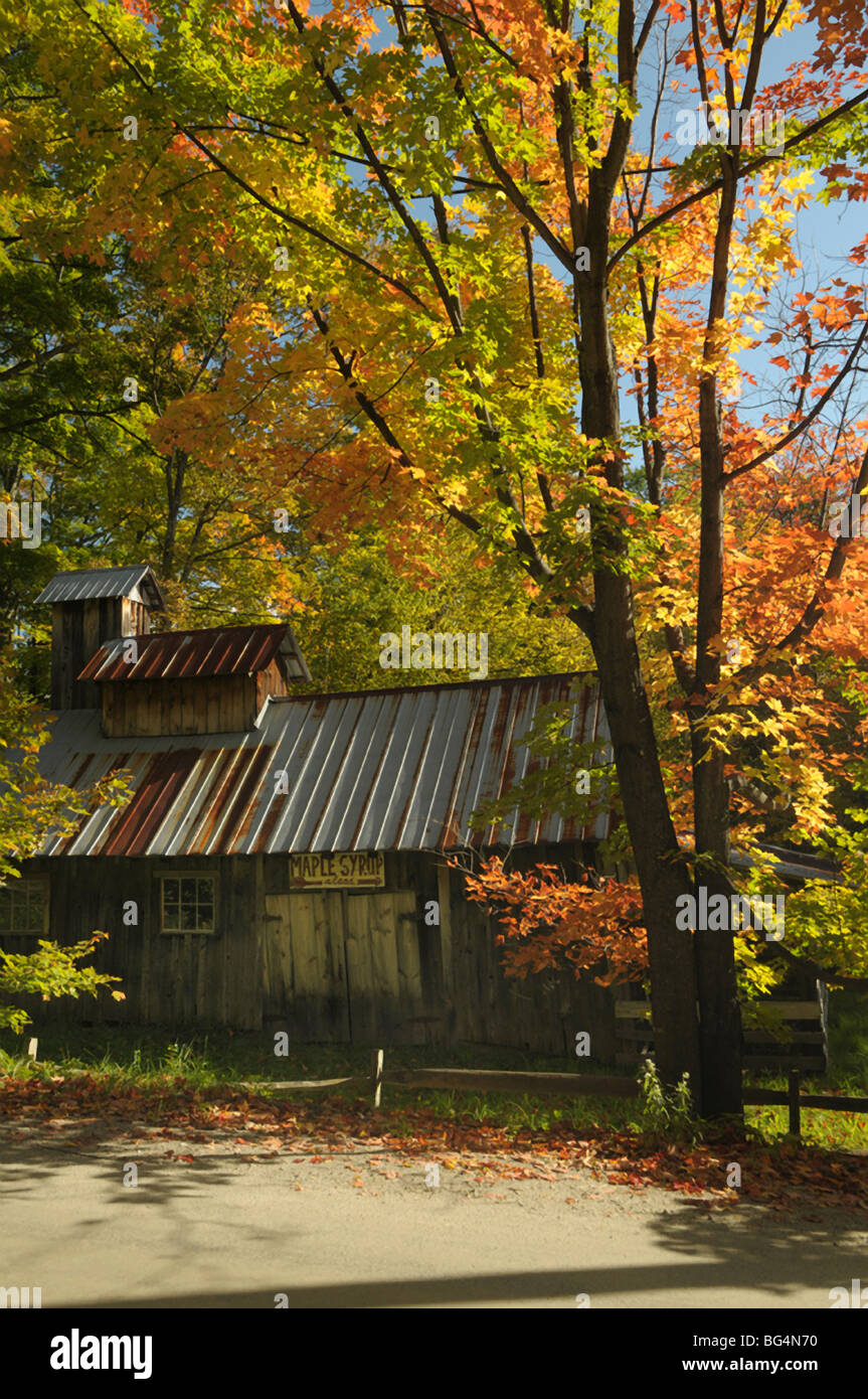 A sugarhouse sits among the colorful maple trees in Vermont during fall ...