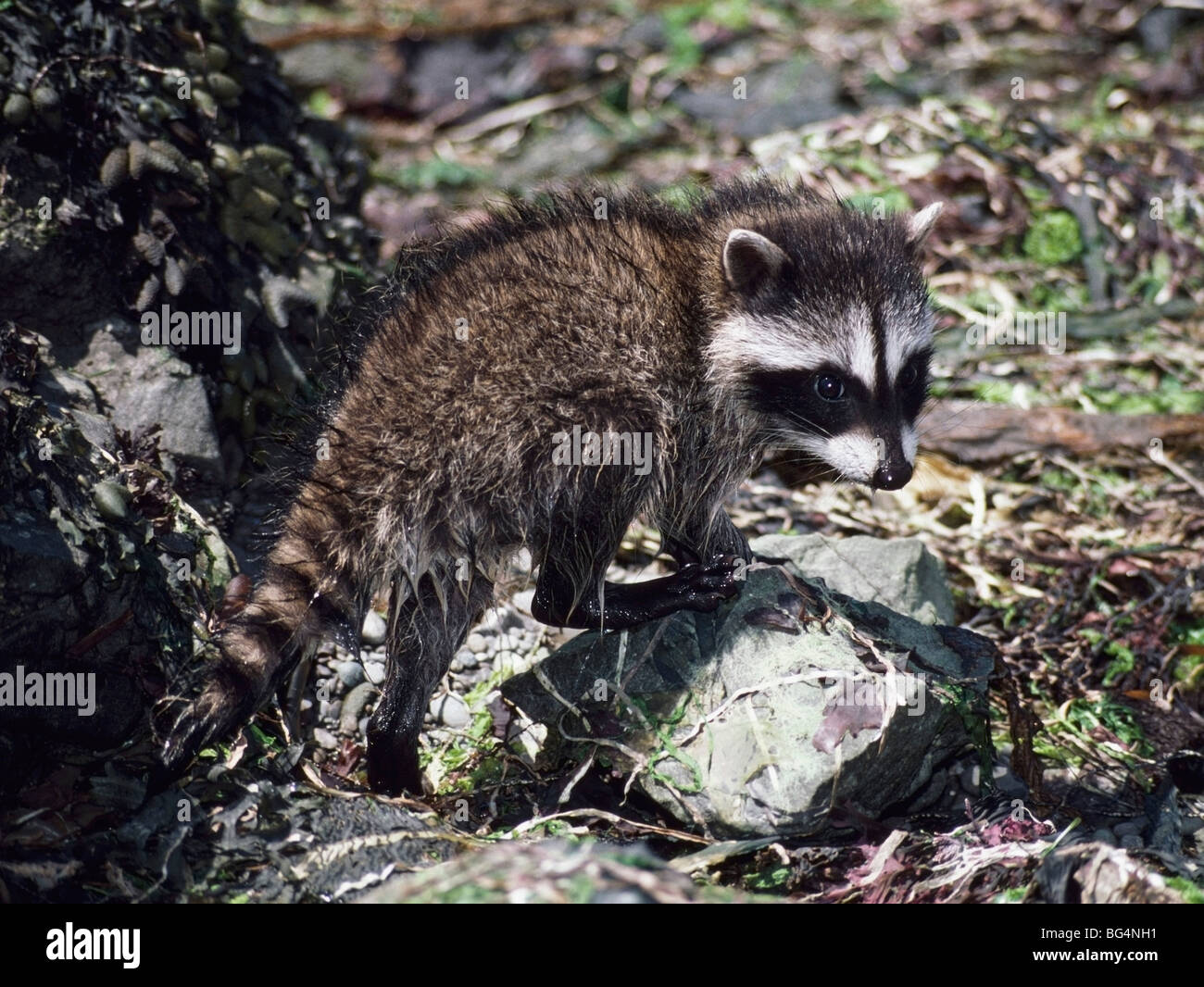 Raccoon procyon lotor baby animal hi-res stock photography and images ...