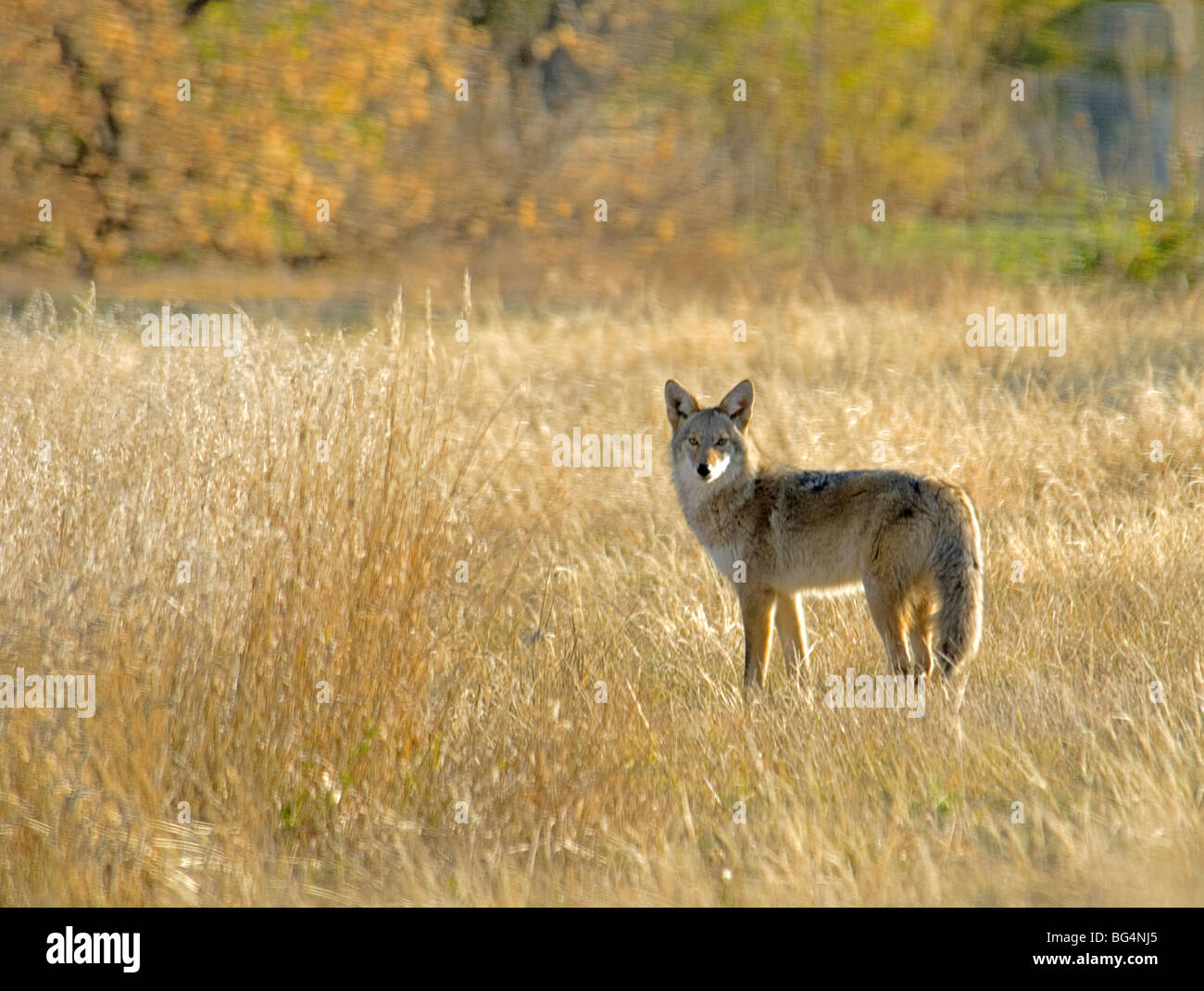 Coyote (Canis latrans) in eastern Colorado autumn grasses USA Stock ...