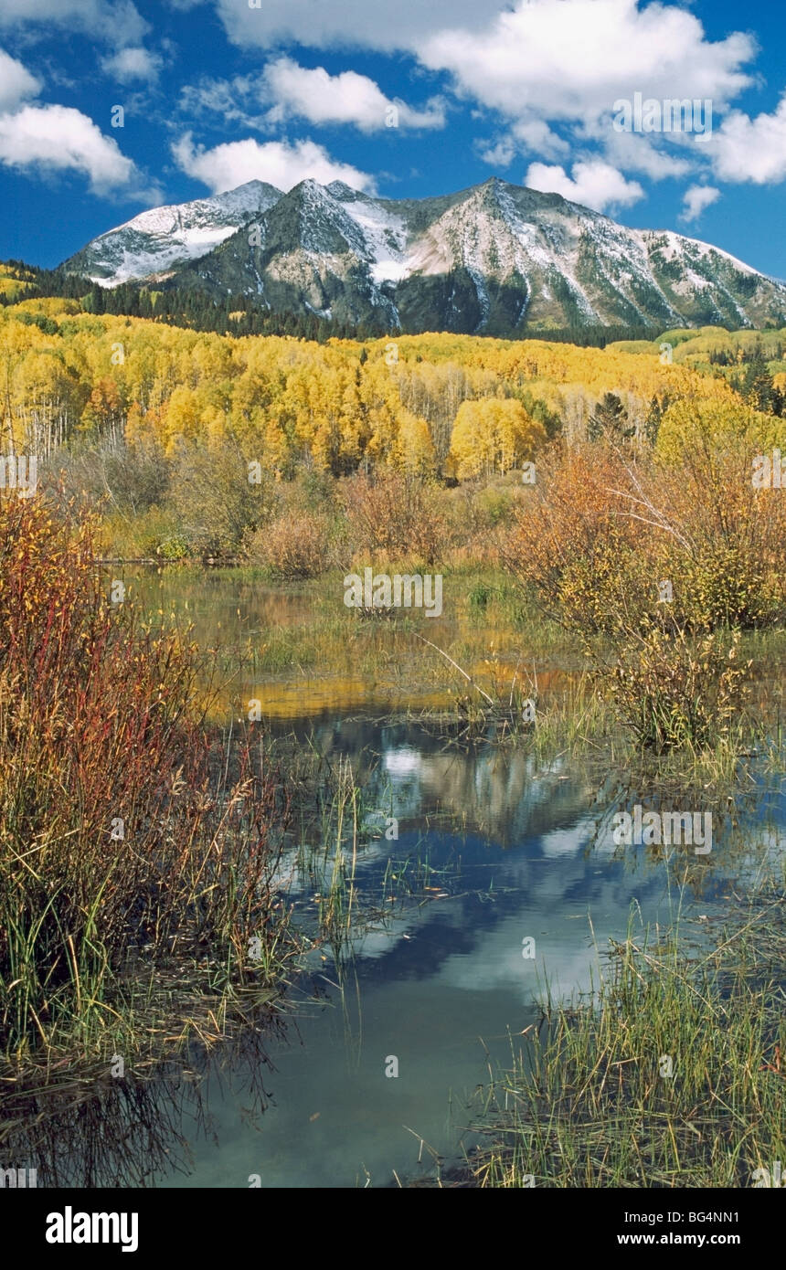 Beaver pond reflects autumn aspen stand (Populus tremuloides Stock ...