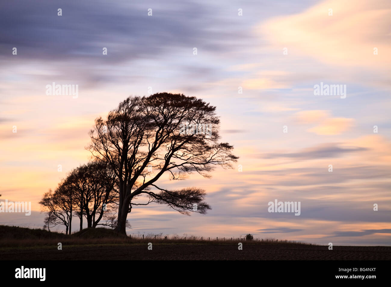 Trees on Roundway Hill, near Devizes, Wiltshire, UK, at sunset Stock ...