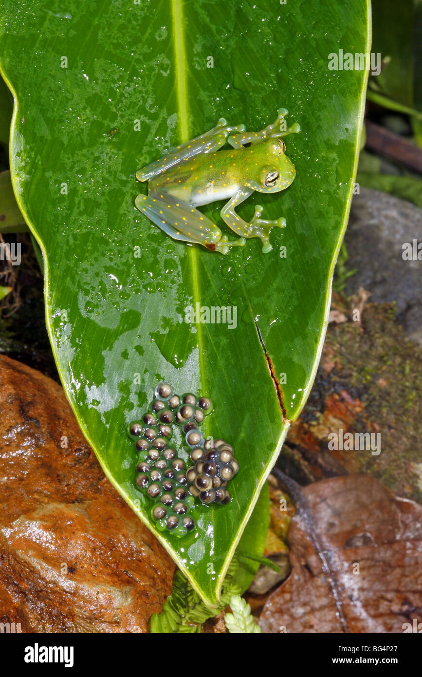 Glass frog eggs hi-res stock photography and images - Alamy