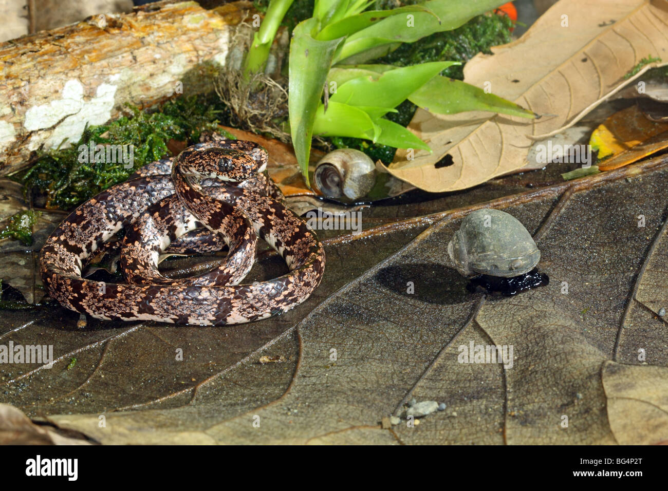 Slug snake hi-res stock photography and images - Alamy
