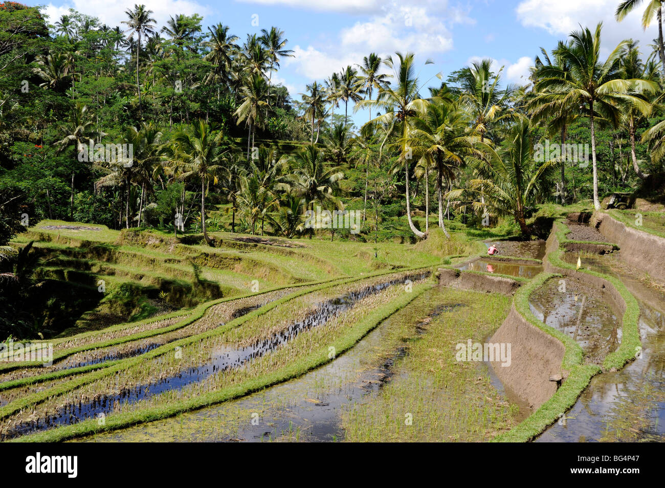 Terrace rice fields at the entrance to Gunung Kawi Temples ...