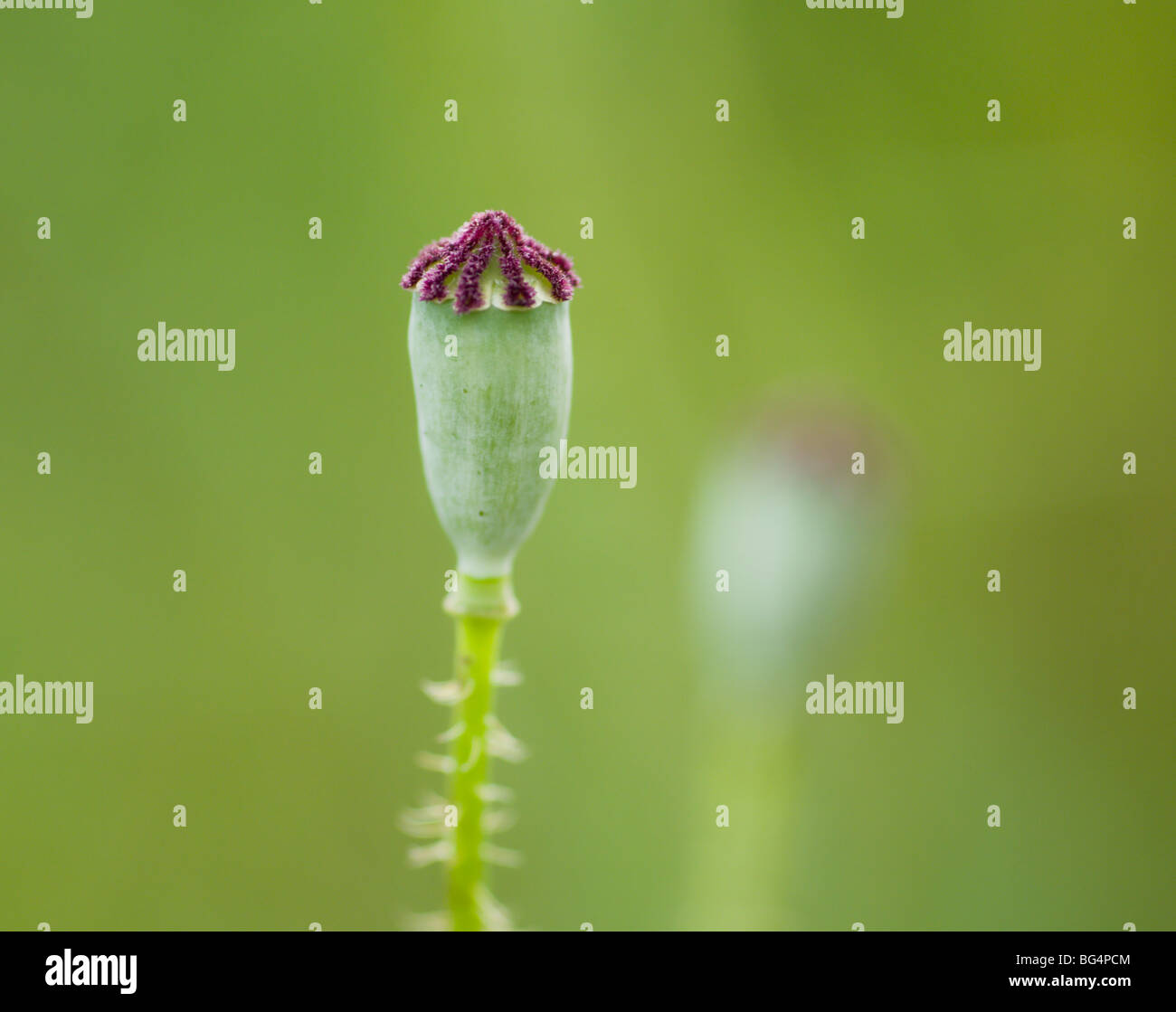 Close up poppy missing petals hi-res stock photography and images - Alamy