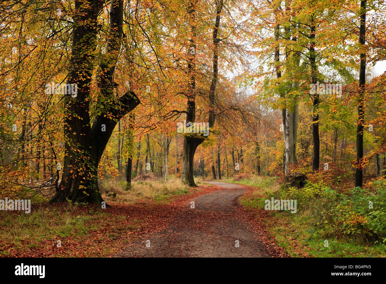 Savernake forest hi-res stock photography and images - Alamy