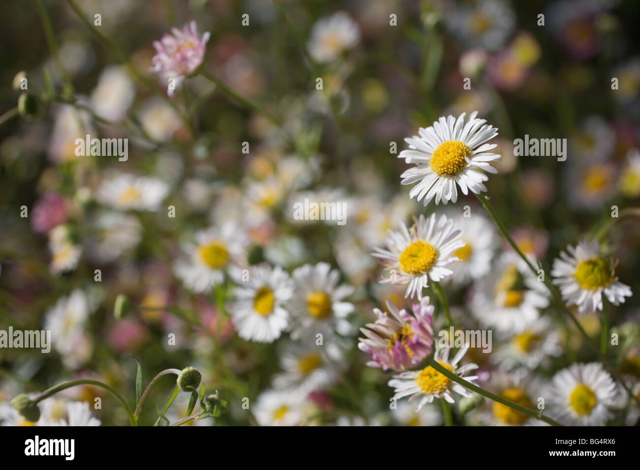 Field of daisies Stock Photo - Alamy