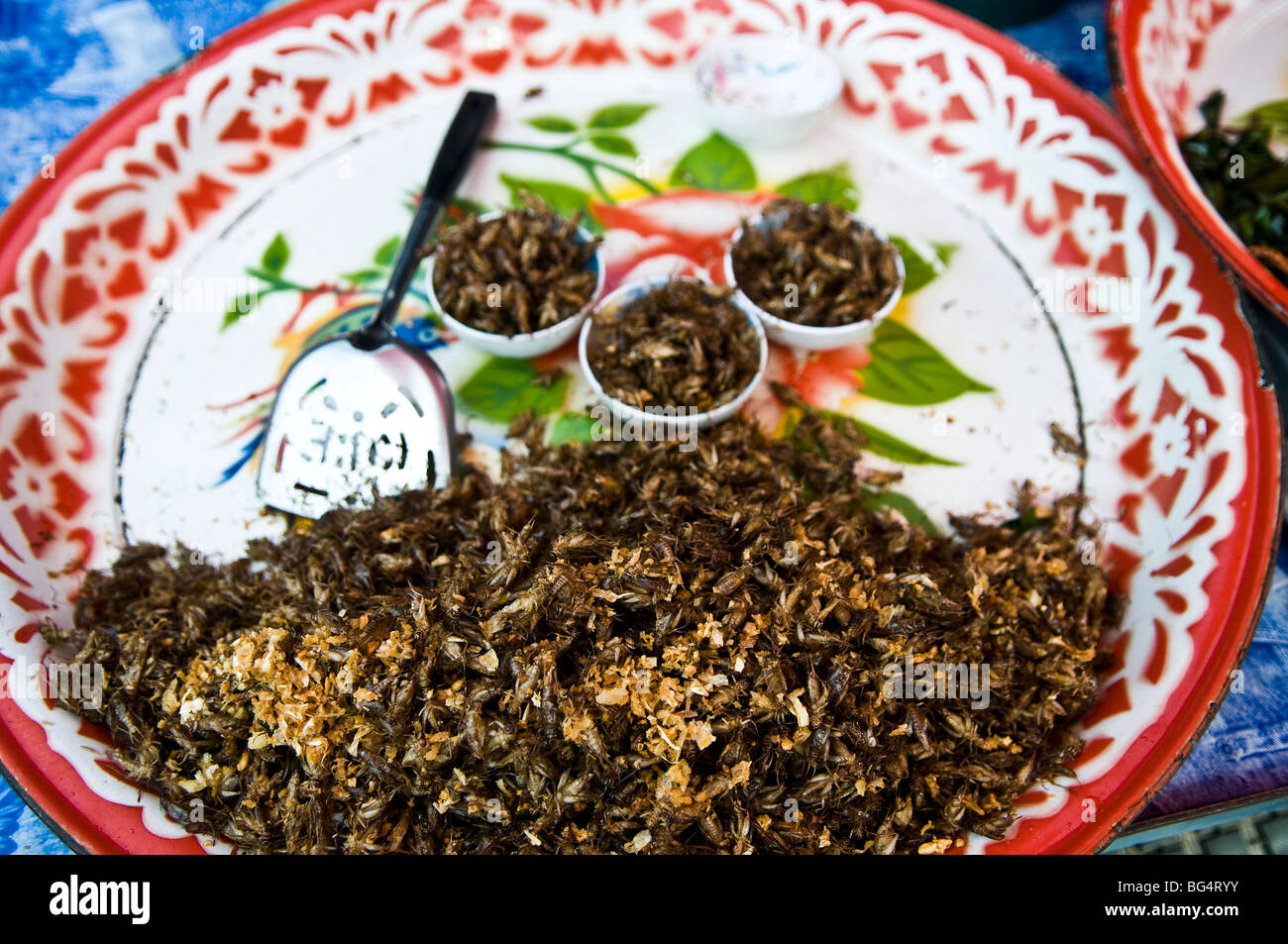 Bugs insects asia thailand hi-res stock photography and images - Alamy