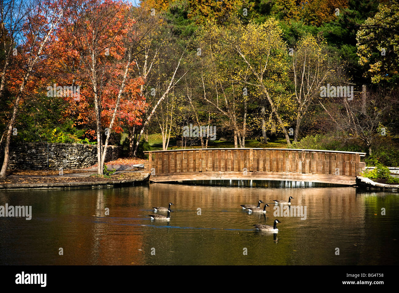 Geese swimming in front of a wooden bridge with the fall colors in the ...