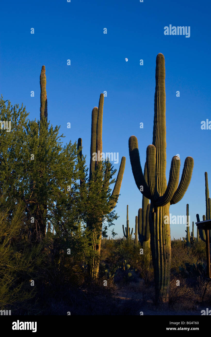 Moon rise over arizona desert hi-res stock photography and images - Alamy