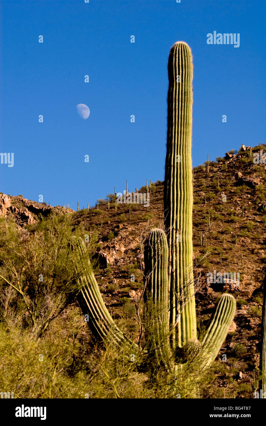 Moon rise over cactus hi-res stock photography and images - Alamy
