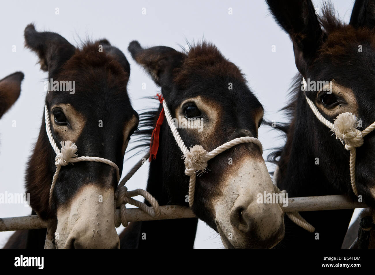 Donkeys at the famous Sunday bazaar in Kashgar Stock Photo - Alamy