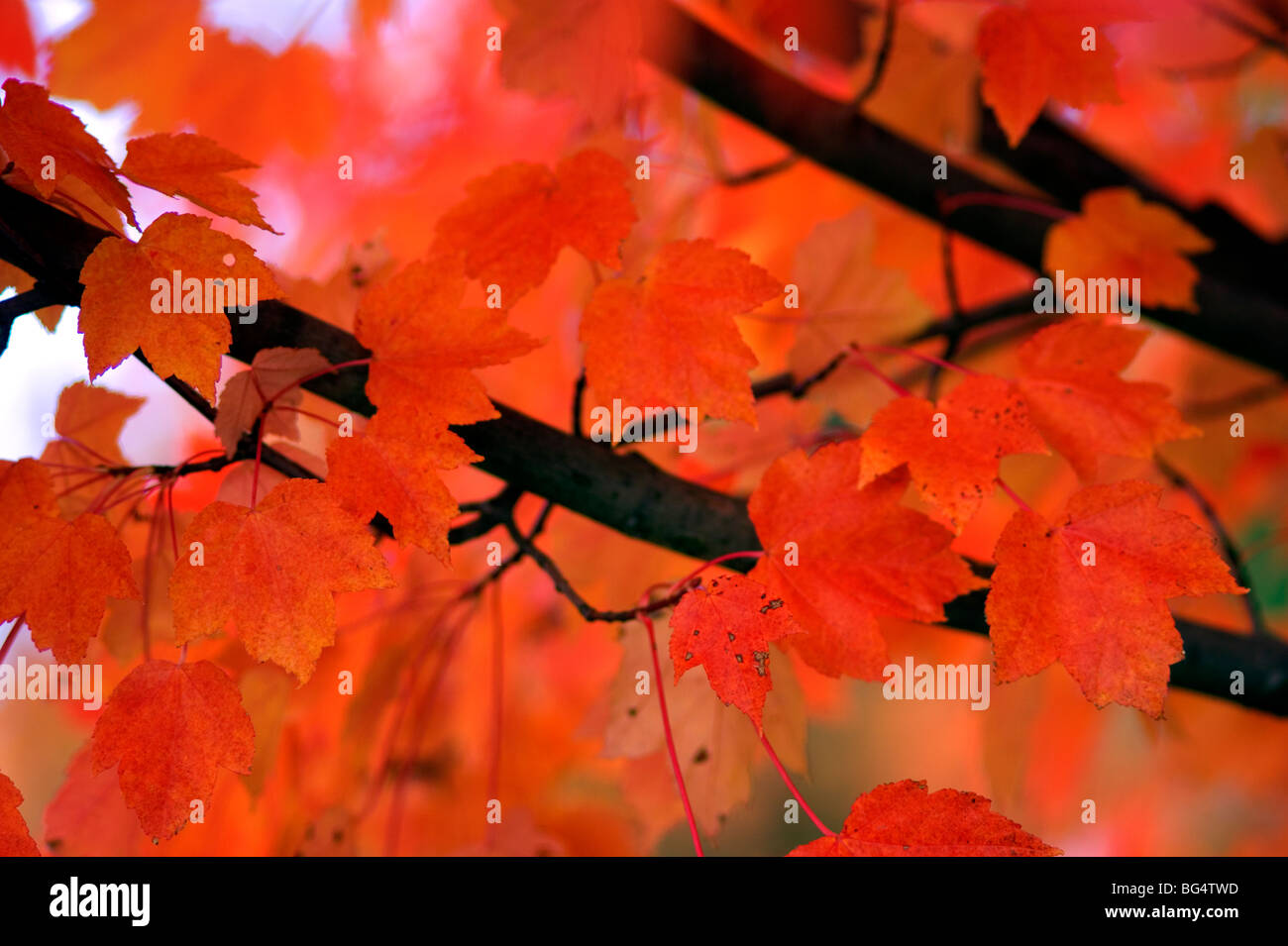 Leaves color design hi-res stock photography and images - Alamy