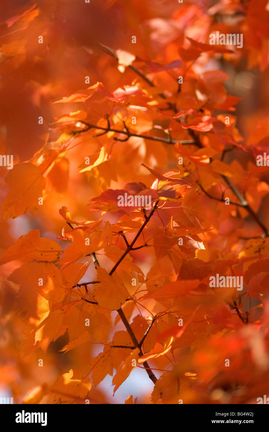 Japanese Maple Leaves in full fall color Stock Photo - Alamy