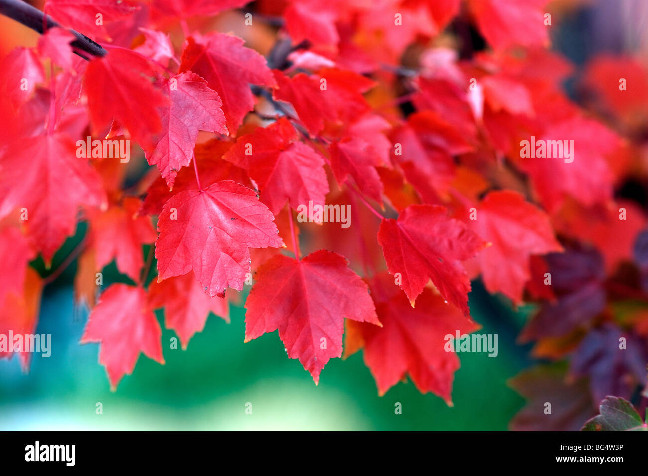 Japanese Maple Leaves in full fall color Stock Photo - Alamy