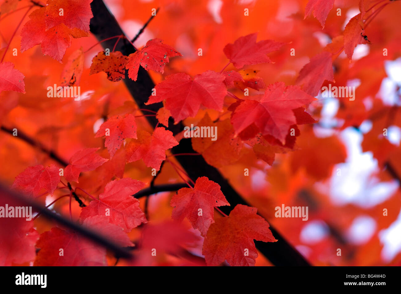 Japanese Maple Leaves in full fall color Stock Photo - Alamy