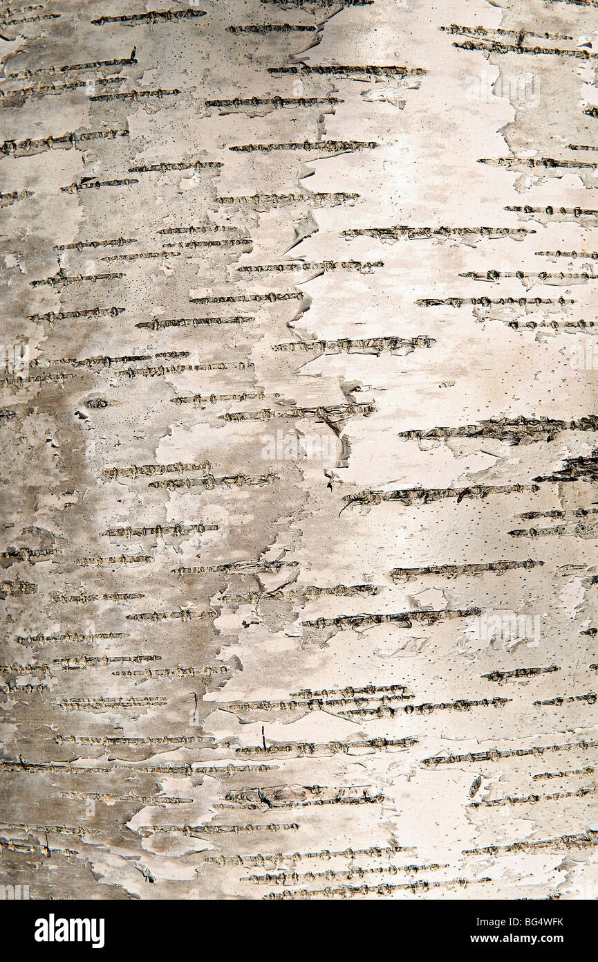 Birch bark hi-res stock photography and images - Alamy