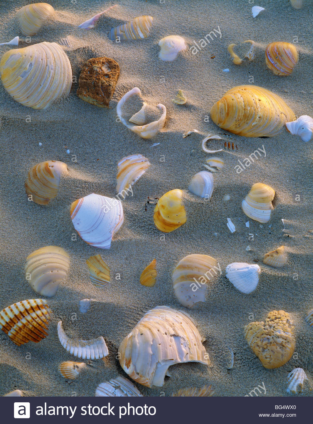 Gulf Of Mexico Seashells Stock Photos & Gulf Of Mexico Seashells Stock ...