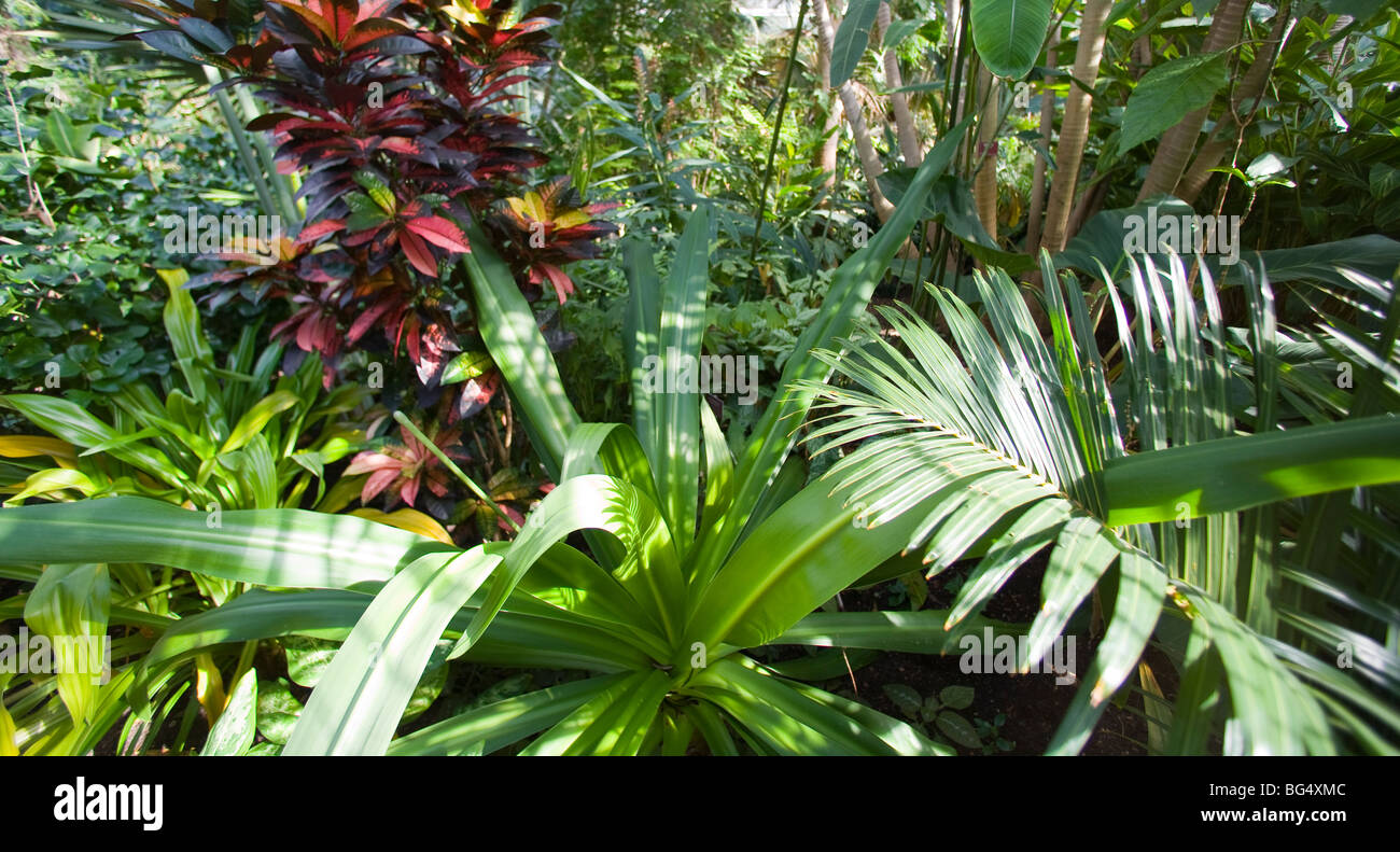 French Riviera Nice France Europe Greenhouse Plants Growing Hot ...
