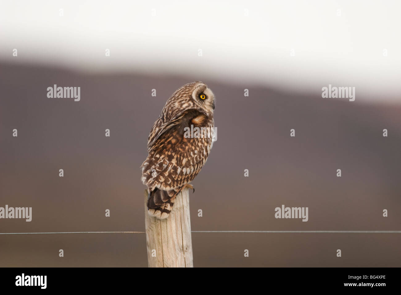 Short Eared Owl. Isle of Wight Stock Photo - Alamy